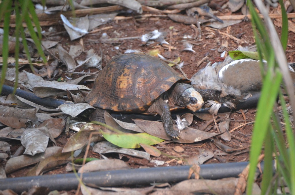 Yucatán Box Turtle in December 2023 by Daniel Correia. eating a dead ...