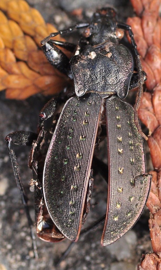 Carabus hortensis from Powiat świebodziński, Polska on July 15, 2009 by ...