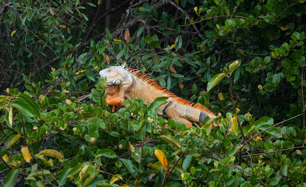 Green Iguana from Green Cay Nature Center & Wetlands, 12800 Hagen Ranch ...