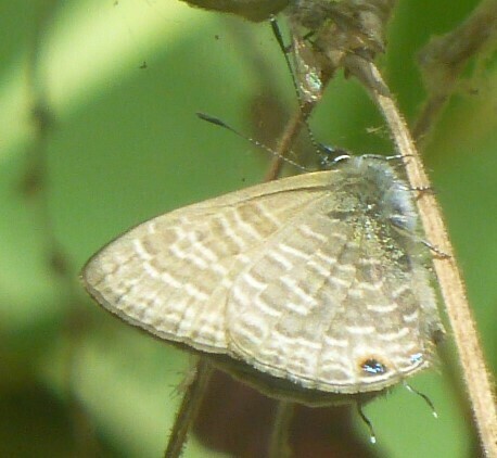 Transparent 6-line Blue from Ko, Li District, Lamphun 51110, Thailand ...
