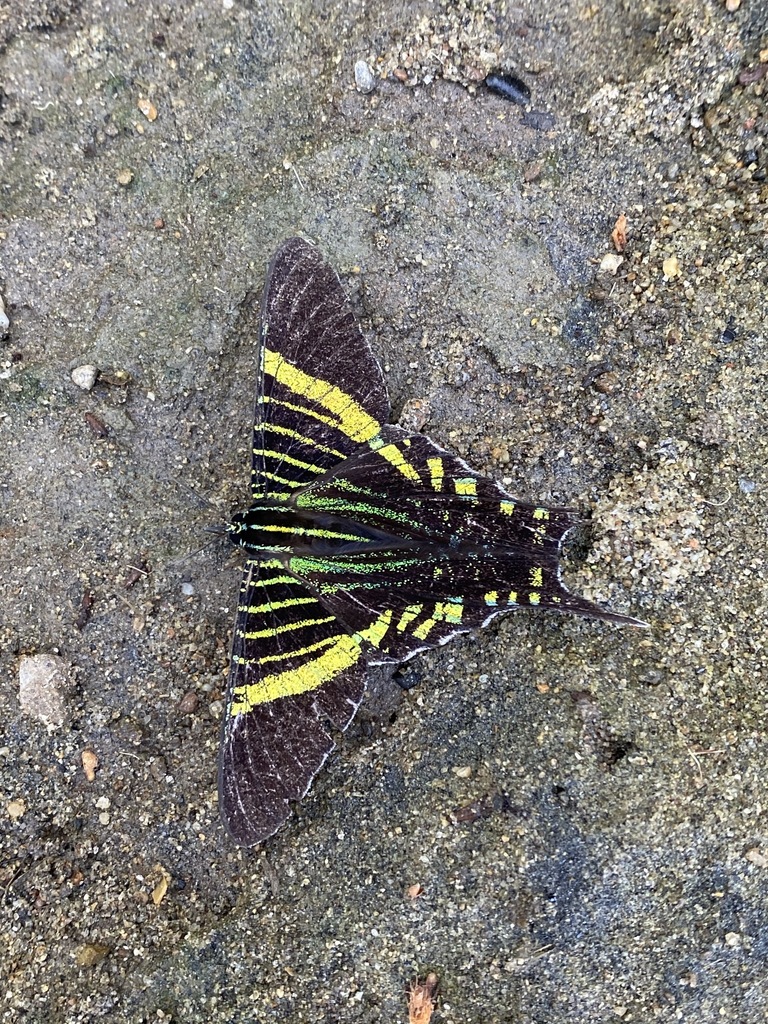 Urania Swallowtail Moth from La Dorada, Caldas, Colombia on February 17 ...