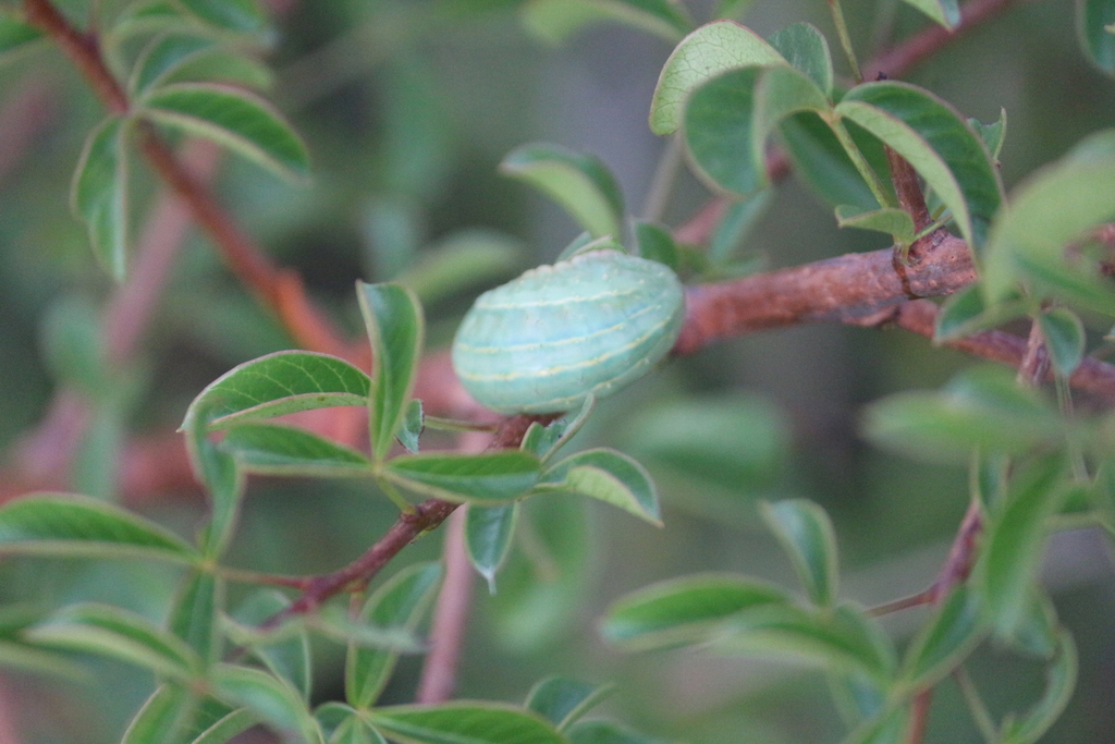 Slug Caterpillar Moths from West Rand District Municipality, South ...