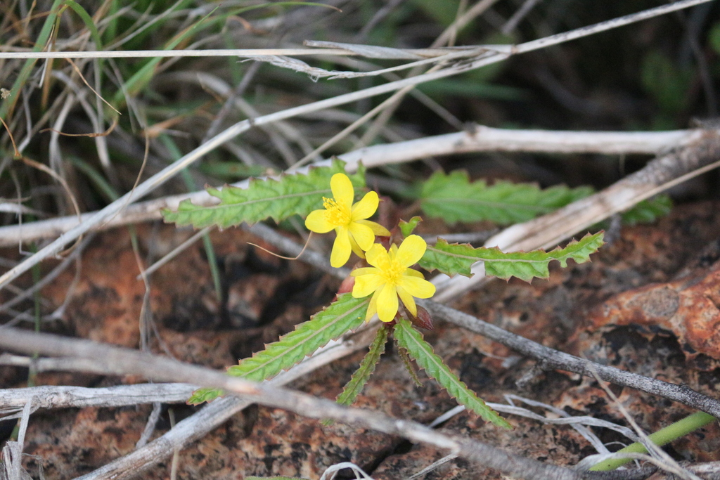 Gusha from West Rand District Municipality, South Africa on January 17 ...