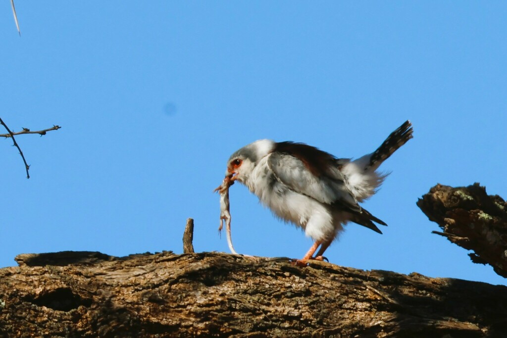 Pygmy Falcon from Mokala National Park, Modderrivier, 8700, NC, South ...