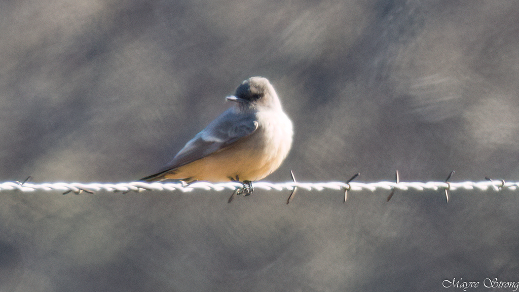 Say's Phoebe from Grayson County, TX, USA on January 17, 2024 at 10:15 ...