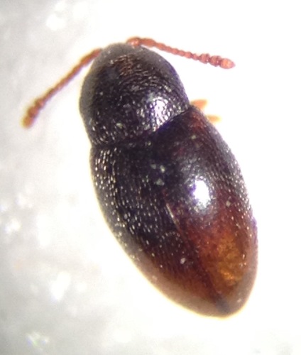 Atomaria testacea · iNaturalist