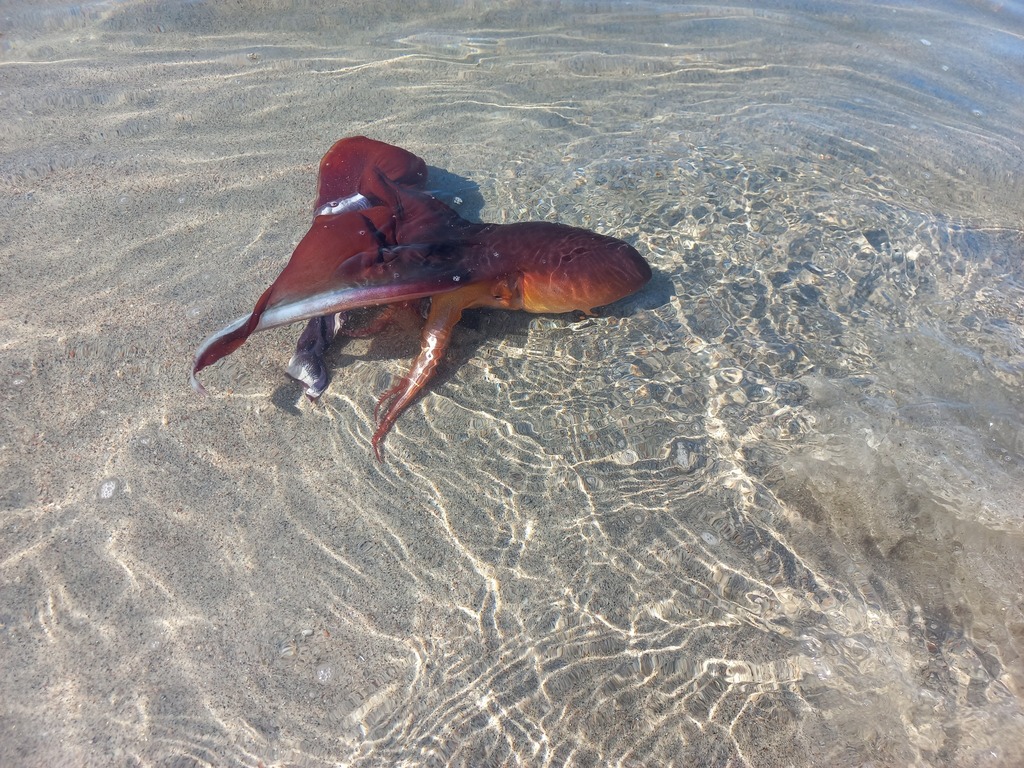 Indo-Pacific Violet Blanket Octopus from La Paz, MX-BS, MX on May 28 ...