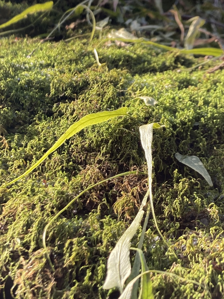walking fern from Sloan Gorge Preserve, Woodstock, NY, US on January 15 ...