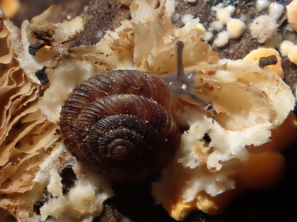 Rounded Snail from E Mission Rd, Fallbrook, CA, US on January 16, 2024 ...