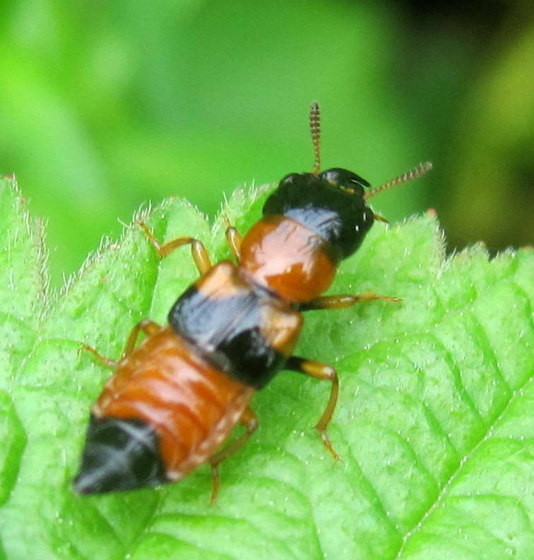 Red Rove Beetle from Рівненський район, Рівненська область, Україна on ...