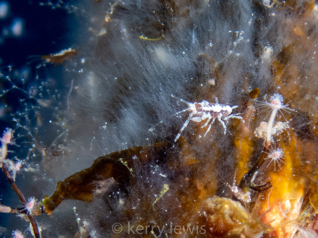 Podoceridae from Blackies Hole, Grand Cayman, Cayman Islands on ...