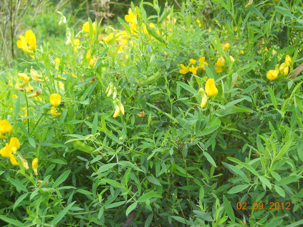 meadow pea from Лидский район, Гродненская область, Беларусь on ...