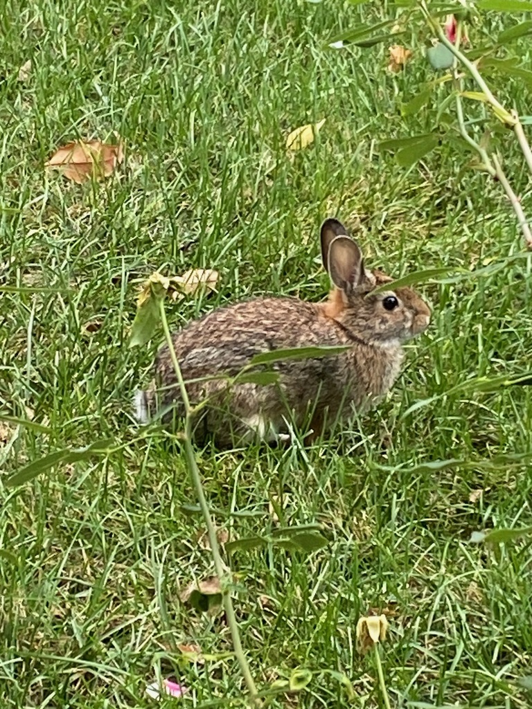 Cottontail Rabbits from Cincinnati, Ohio on October 14, 2023 at 05:07 ...