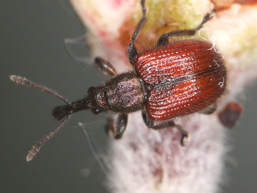 Apple Fruit Weevil in May 2023 by zmrdk. On an apple tree, ~3.9mm, MTB ...