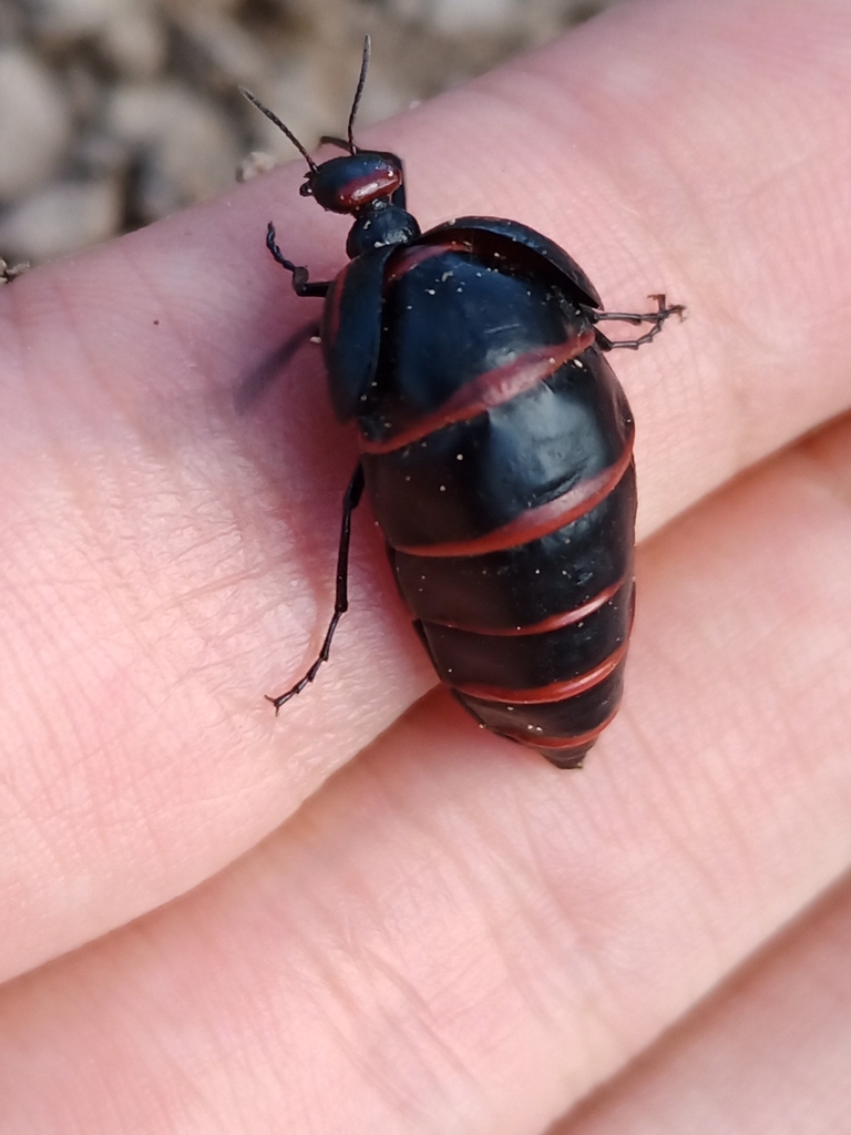 Megetra punctata in October 2022 by Mauricio Alejandro Montes Ojeda ...