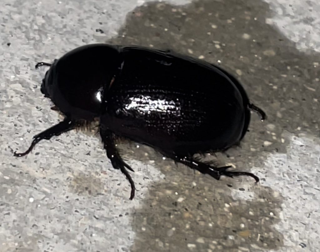 Sugarcane Beetle from Vieques, Vieques, Puerto Rico, US on January 4 ...
