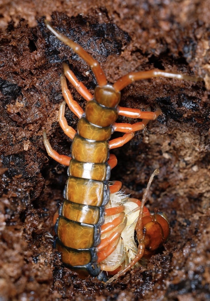 Pacific Giant Centipede from Saint Croix, Kingshill, United States ...