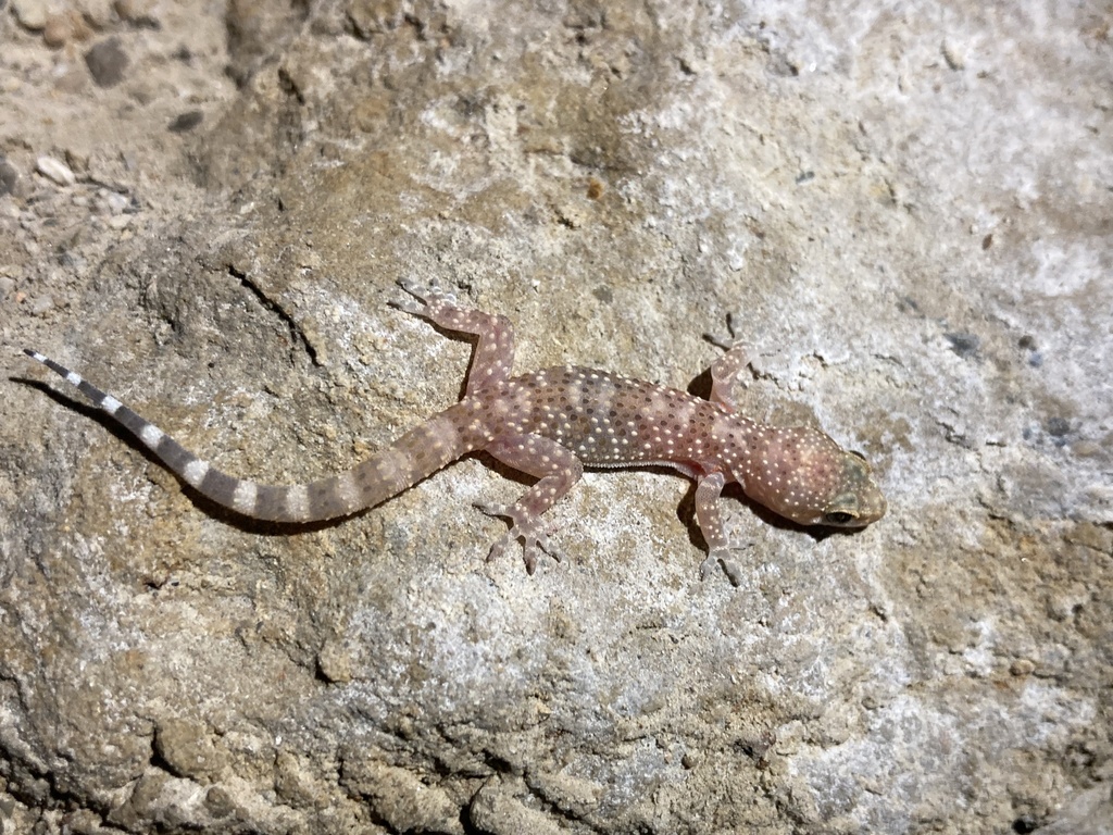 Mediterranean House Gecko from Crete, Pappadiana, Crete, GR on March 27 ...