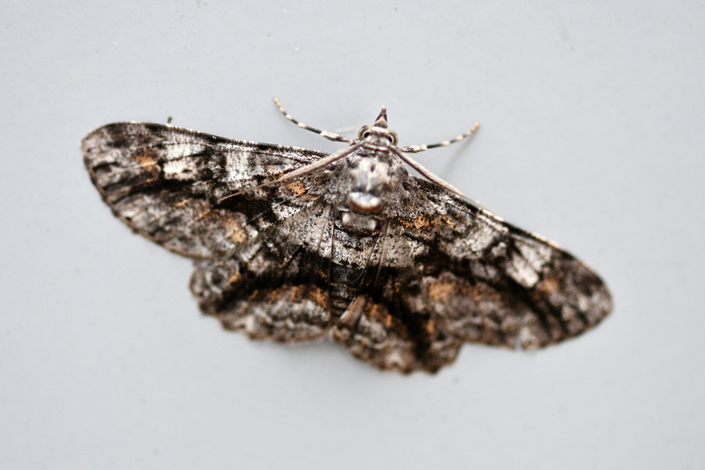 Cleora injectaria from Top Camp QLD 4350, Australia on January 18, 2024 ...