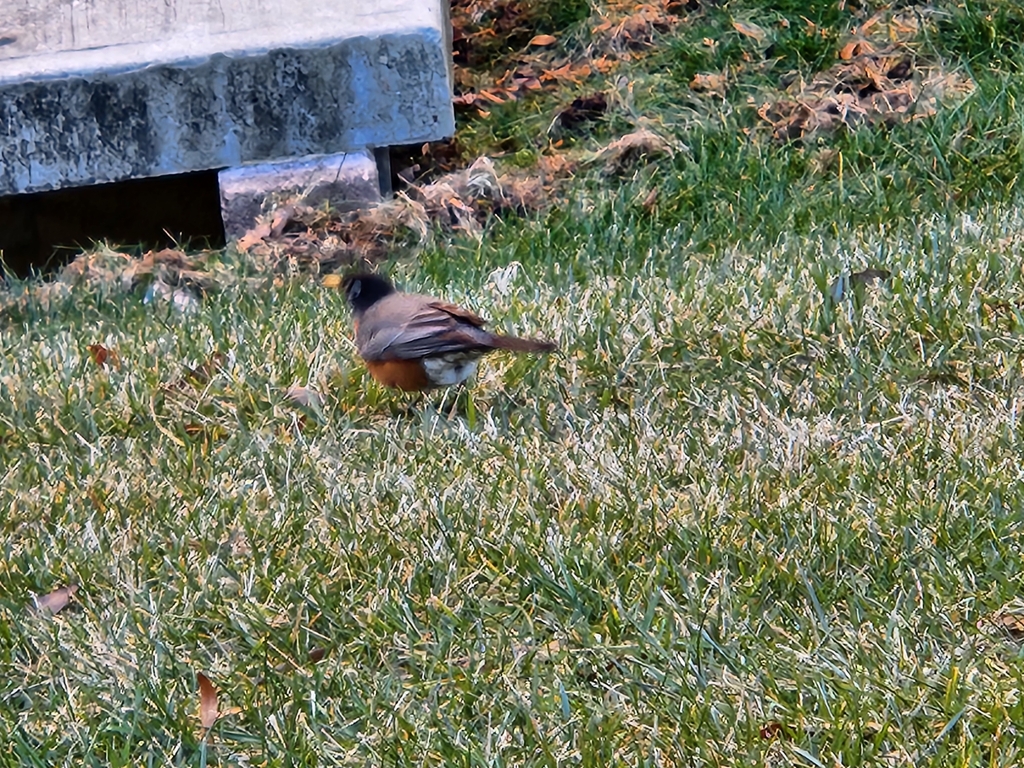 American Robin from Tower Village, Greensboro, NC 27403, USA on January ...