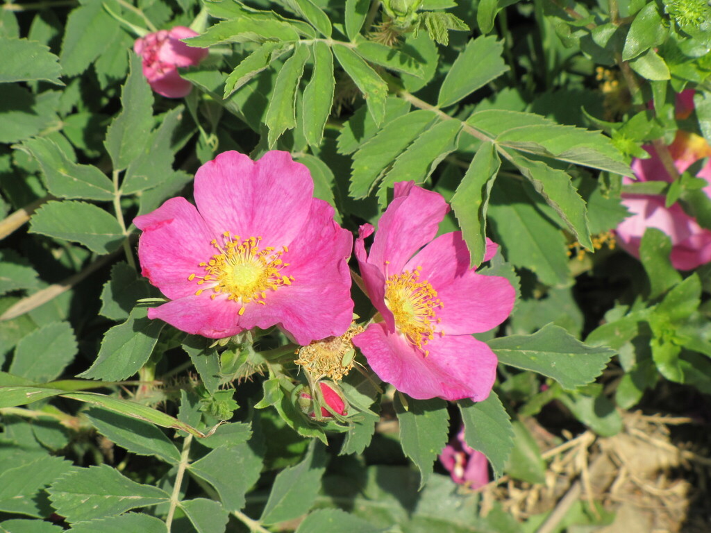 prairie rose from Piapot No. 110, SK S0N, Canada on July 22, 2017 at 11 ...