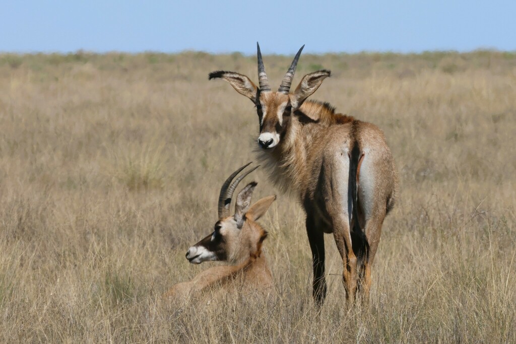 Southern Roan Antelope from Mokala National Park, Modderrivier, 8700 ...