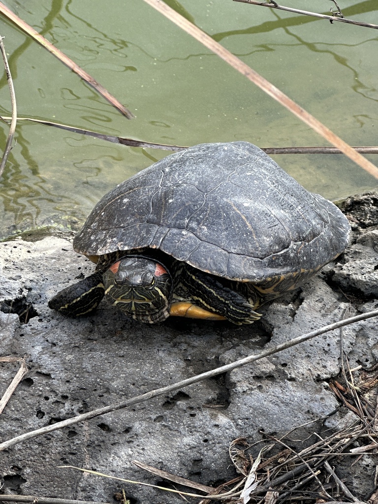 Red-eared Slider from Lake Cunningham, San Jose, CA, US on January 17, 2024 at 01:46 PM by ...
