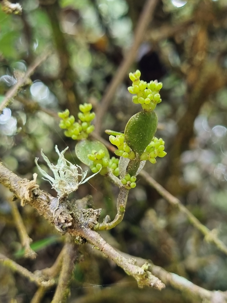 Dwarf mistletoe from Heyward Point, New Zealand on January 1, 2024 at ...