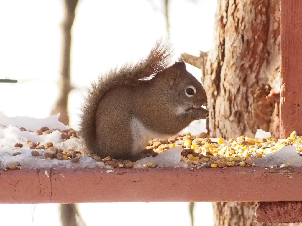 American Red Squirrel in January 2024 by Ken Potter · iNaturalist