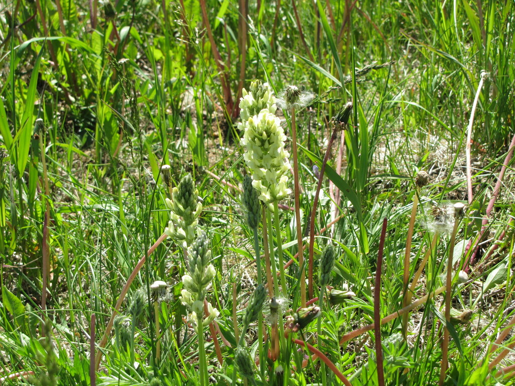 late yellow locoweed from Cypress County, AB, Canada on June 20, 2017 ...