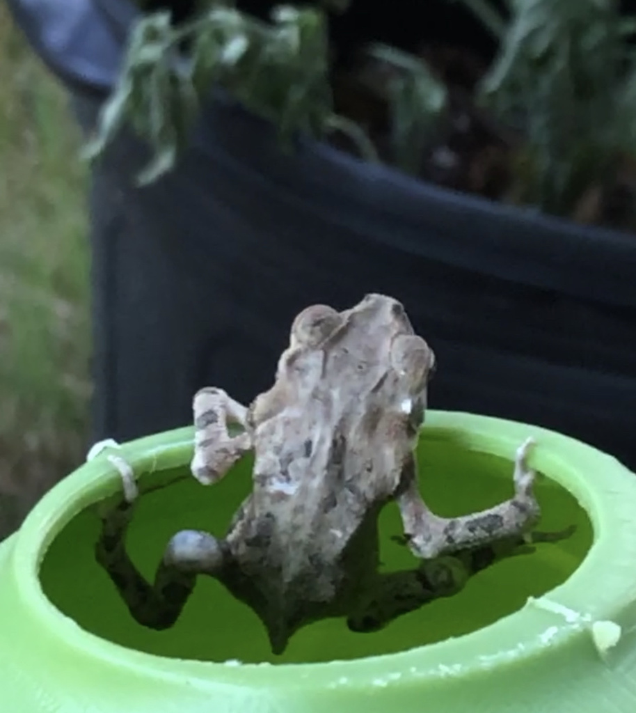True Toads in August 2019 by Kayla · iNaturalist