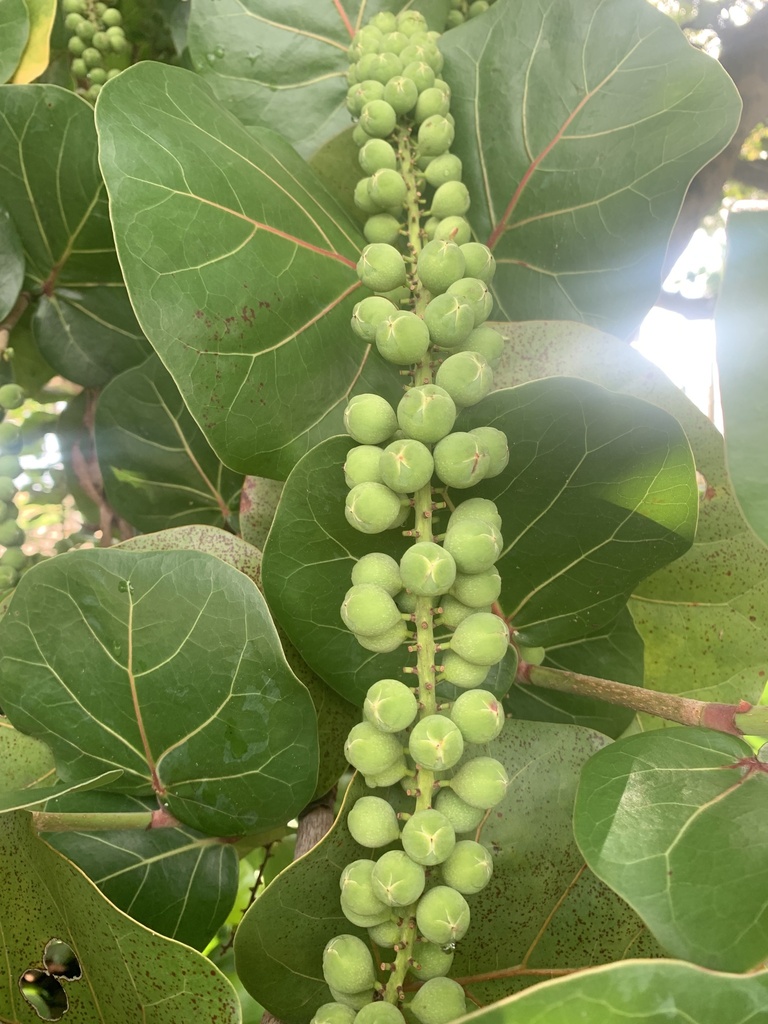 sea grape from Baronia Cr, Holloways Beach, QLD, AU on January 18, 2024 ...