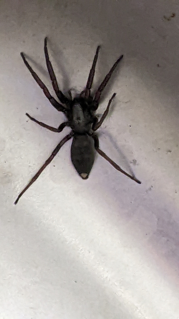 White-tailed Spiders in January 2024 by Lillian Camphausen. In kitchen ...