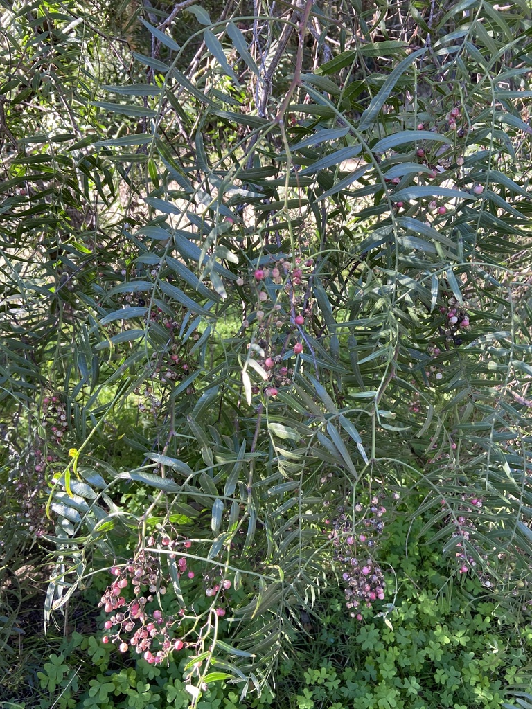 Peruvian Pepper Tree from Poly Canyon Rd, San Luis Obispo, CA, US on ...