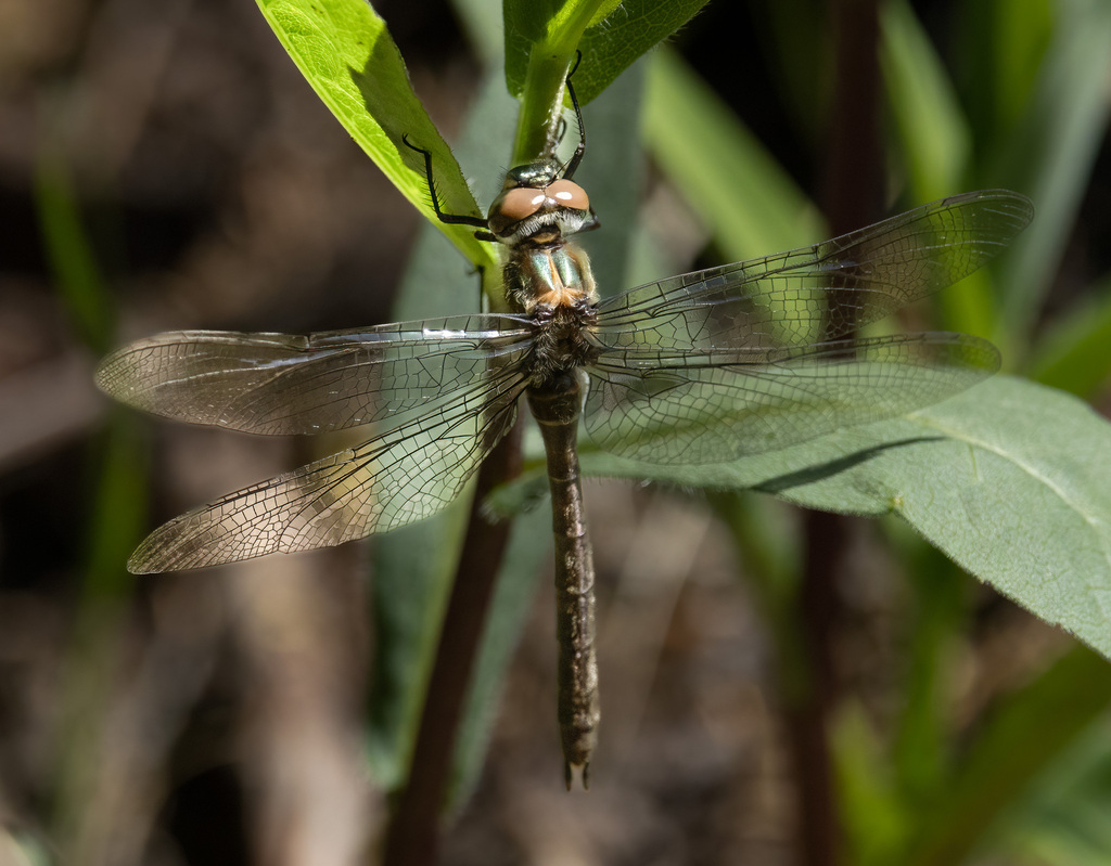 American Emerald from Thompson-Nicola, BC, Canada on June 2, 2023 at 02 ...