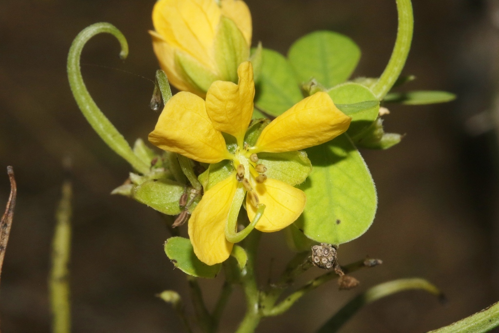 American Sicklepod from 23210 El Triunfo, BCS, Mexico on December 10 ...