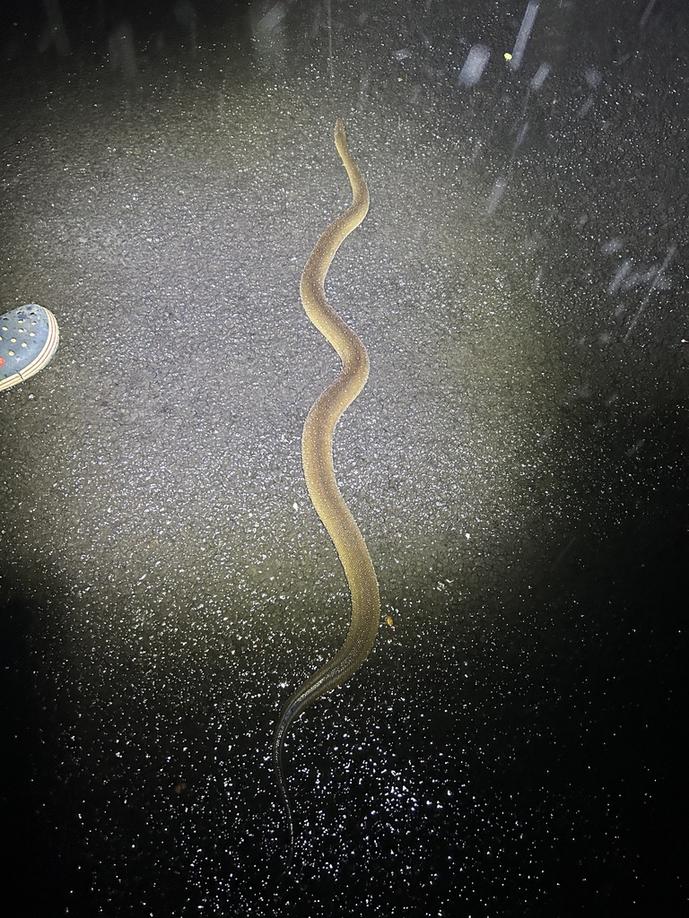 Water Python from Thongon St, Kuranda, QLD, AU on January 14, 2024 at ...
