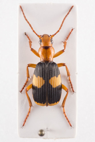 Pheropsophus africanus · iNaturalist