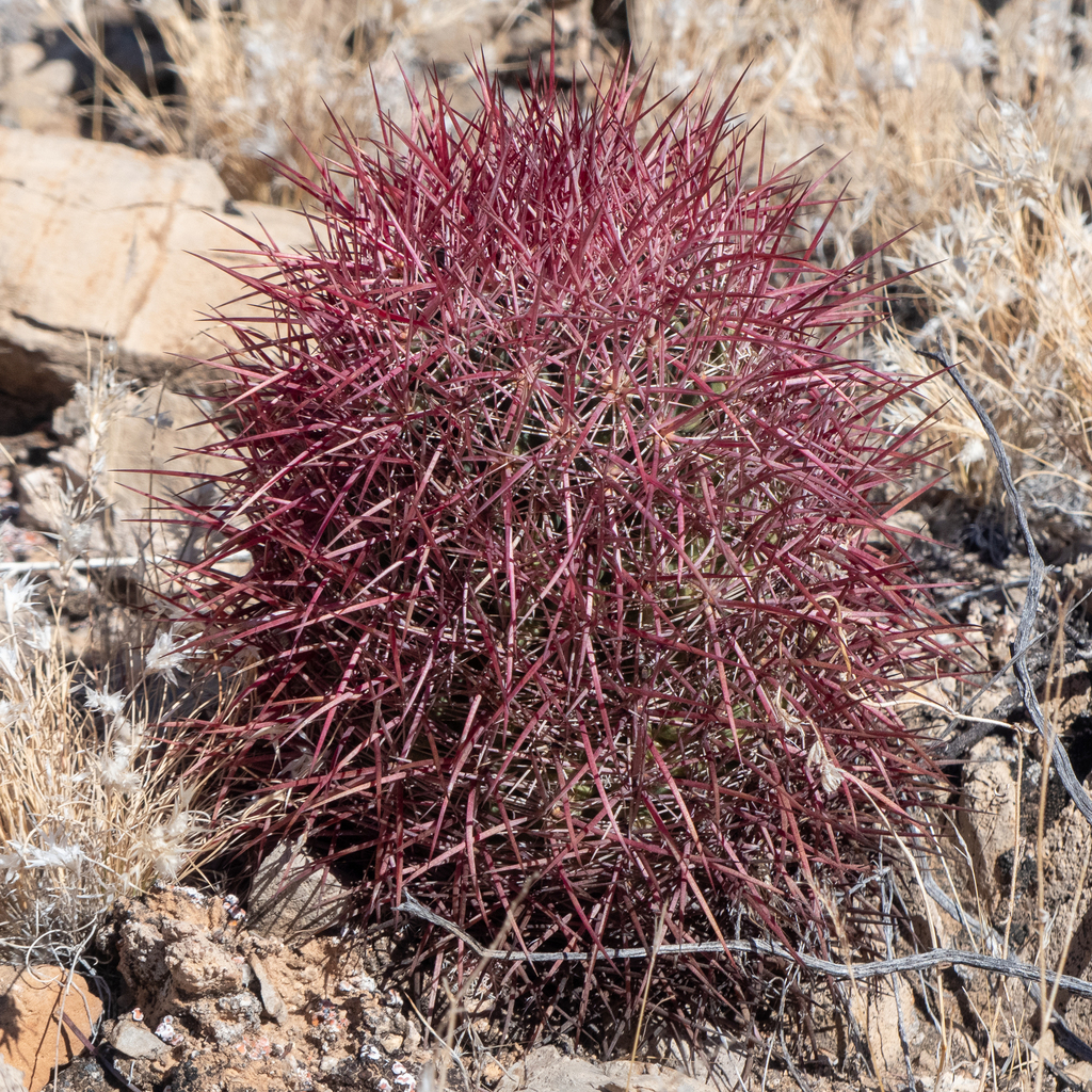 Johnson's Beehive Cactus in January 2024 by David Martin · iNaturalist