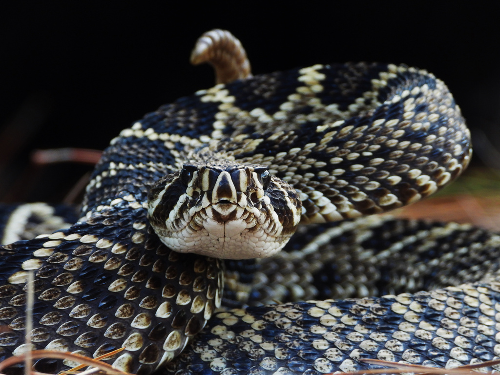 Eastern Diamondback Rattlesnake in November 2023 by diomedea_exulans_li ...