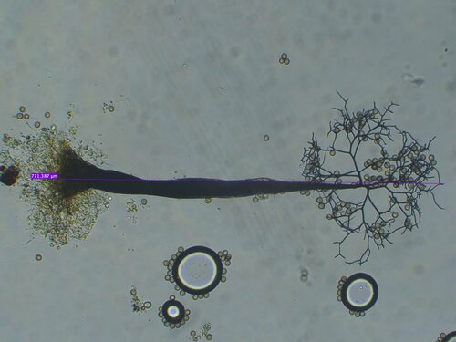 Paradiacheopsis cribrata · iNaturalist