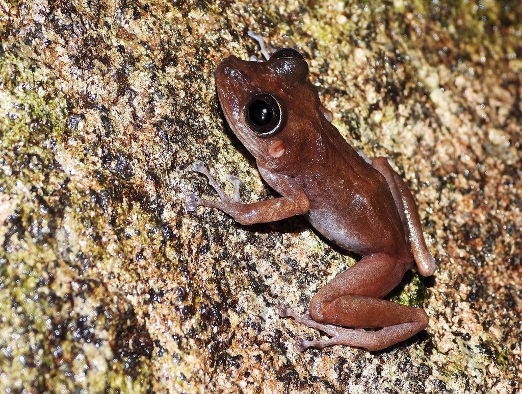 Cook's Robber Frog in December 2023 by diomedea_exulans_li · iNaturalist