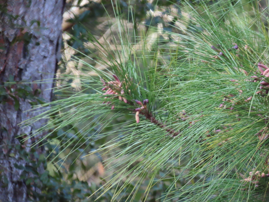 longleaf pine from Paynes Prairie Preserve State Pk, 100 Savannah Blvd ...