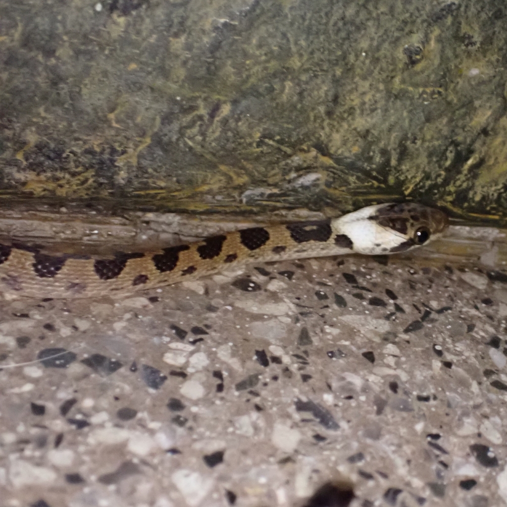 Banded Cat-eyed Snake from San Juan, Bolivia on January 14, 2024 at 08: ...