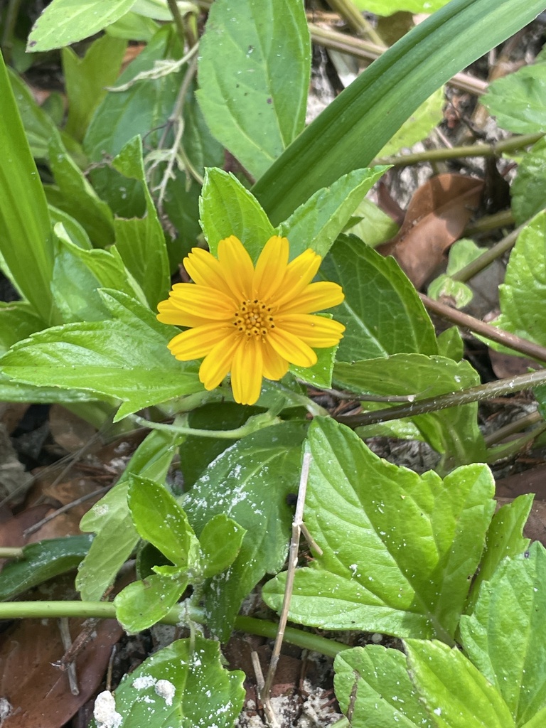 trailing daisy from Moreton Island National Park and Recreation Area ...