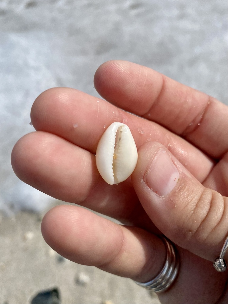 Atlantic Yellow Cowrie from Straits of Florida, Hollywood, FL, US on ...