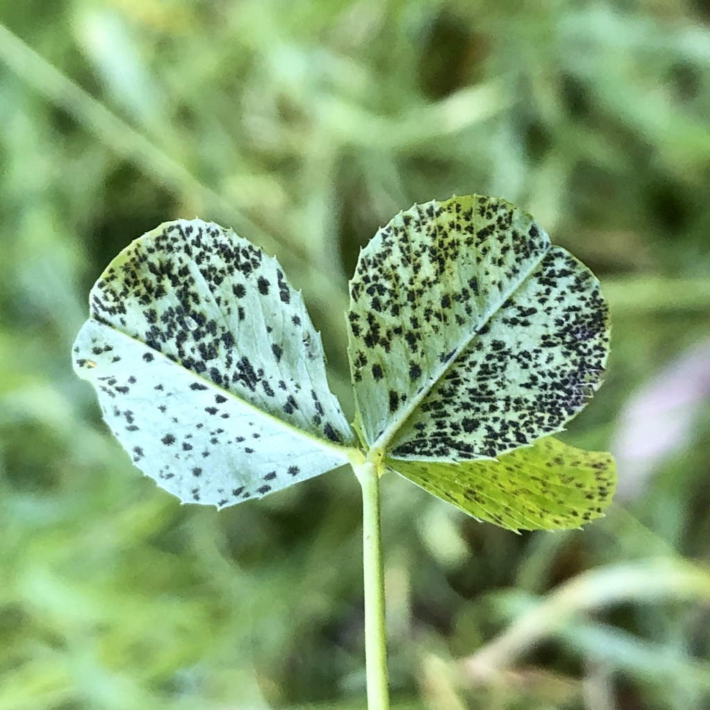 Polythrincium trifolii from Sydney NSW, Australia on January 18, 2024 ...