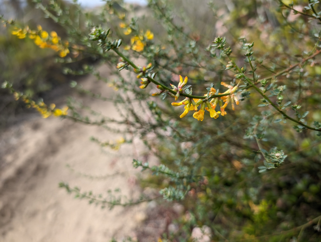 deerweed from Carmel Valley, San Diego, CA, USA on January 17, 2024 at ...