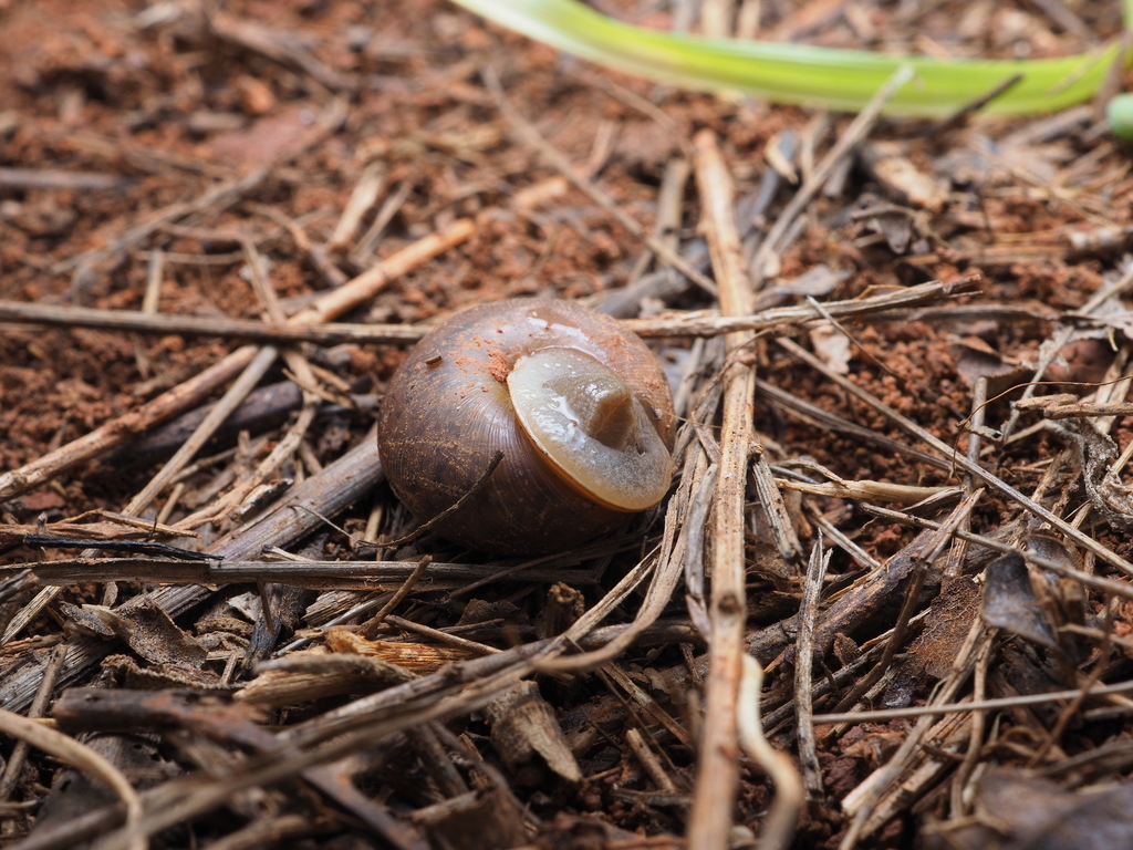 Helicoid Land Snails from Norman, OK, USA on April 12, 2019 by ftdoom ...