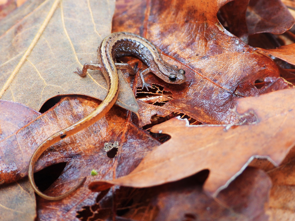 Western Dwarf Salamander from Sicily Island, LA, US on December 1, 2023 ...